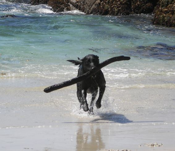 K9 Turner - Angels Camp, California - Memorials to Fallen K-9's