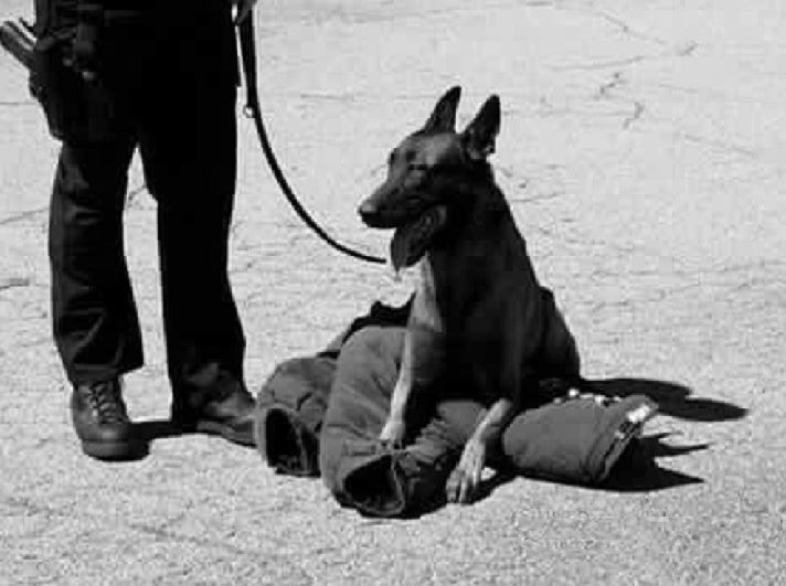K9 Falco - Habersham County, Georgia - Memorials to Fallen K-9's