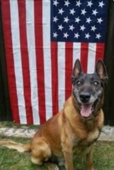 K9 Falco - Belchertown, Massachusetts - Memorials to Fallen K-9's