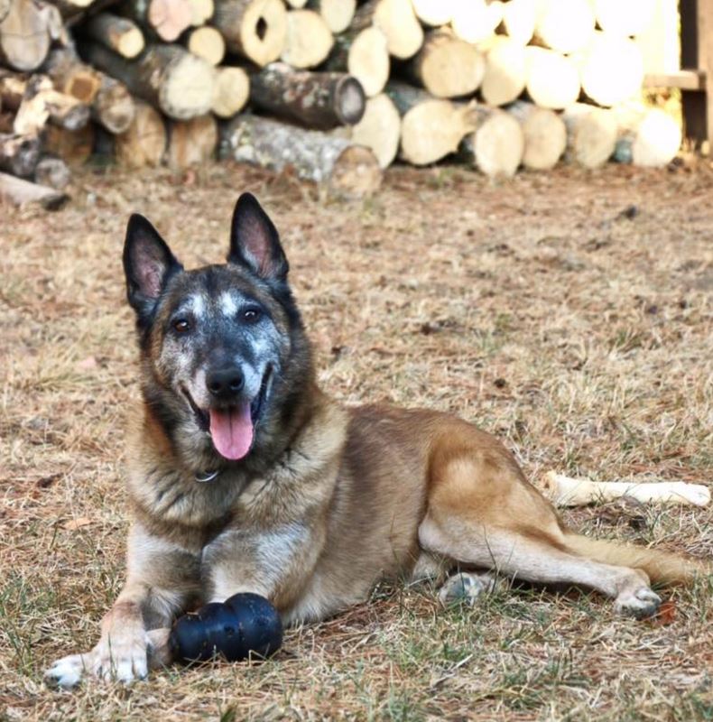K9 Kilo - Knoxville, Tennessee - Memorials to Fallen K-9's