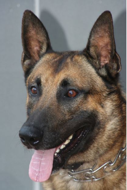 K9 Falco - Bryan, Texas - Memorials to Fallen K-9's