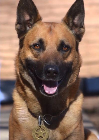 K9 Bruno - Citrus Heights, California - Memorials to Fallen K-9's