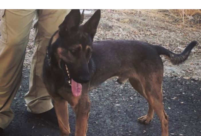 K9 Bane - Tulare, California - Memorials to Fallen K-9's