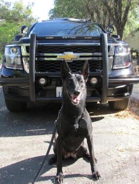 K9 Bella – Manteca, California - Memorials to Fallen K-9's
