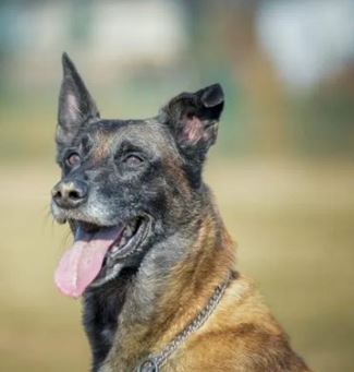 K9 Dayan – New Castle, Delaware - Memorials to Fallen K-9's