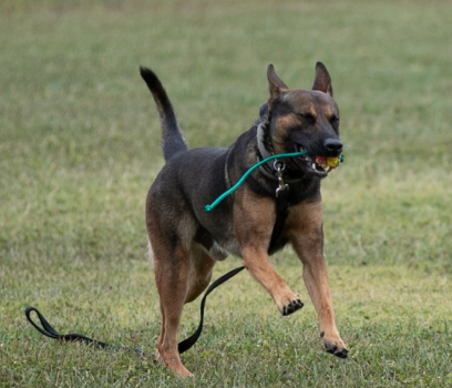 K9 Kilo - Johnson, Tennessee - Memorials to Fallen K-9's